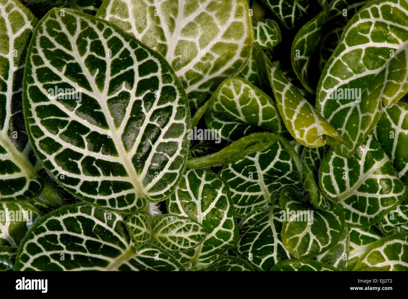 Not so evident in the photo, these are very small plant leaves that ...