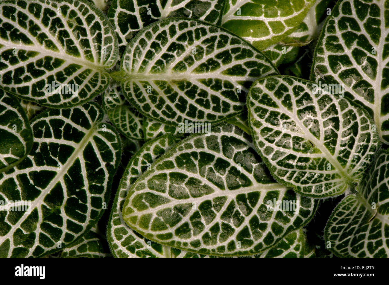 Not so evident in the photo, these are very small plant leaves that ...