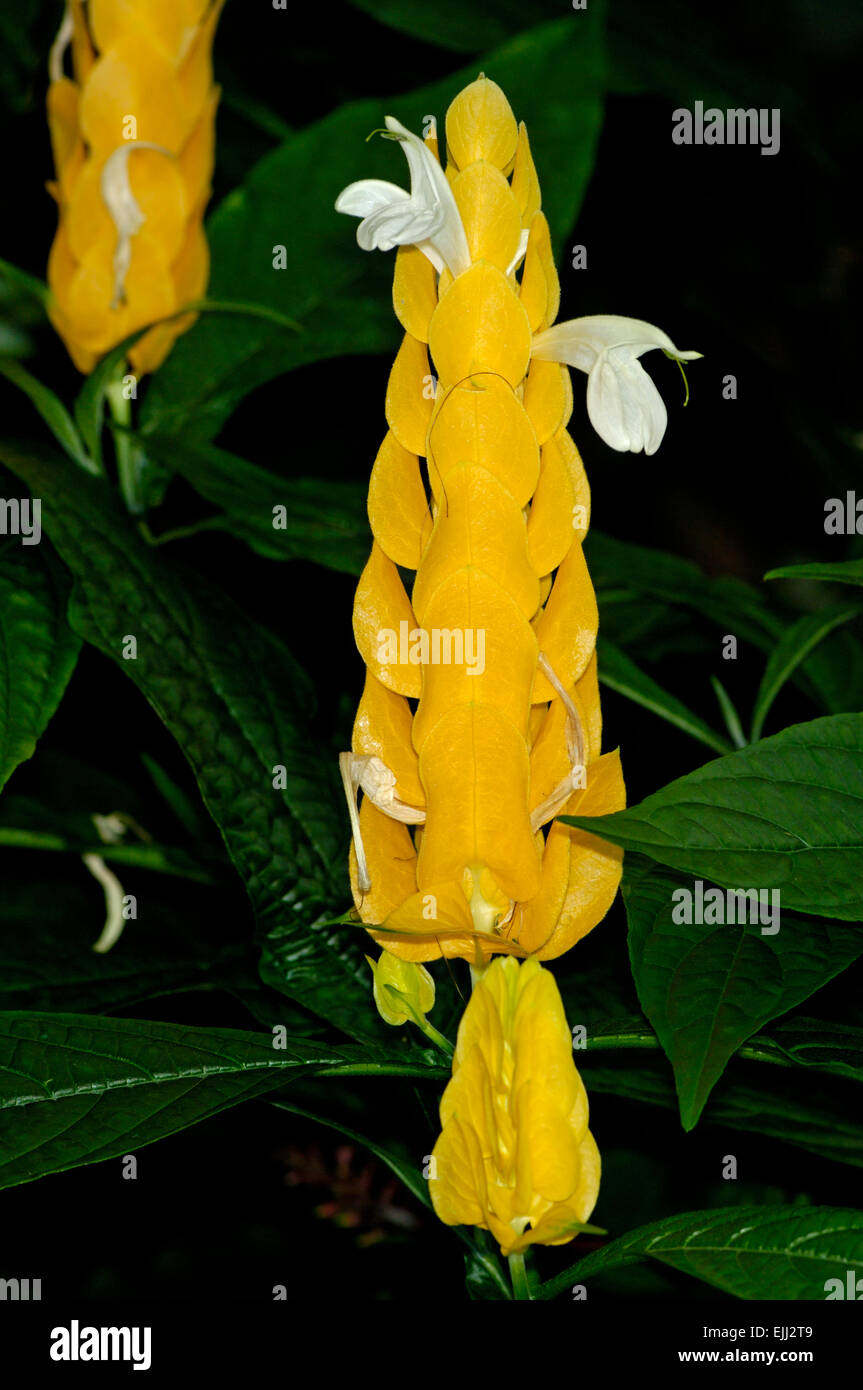 A golden shrimp or lollipop plant, flowers its white blooms Stock Photo ...