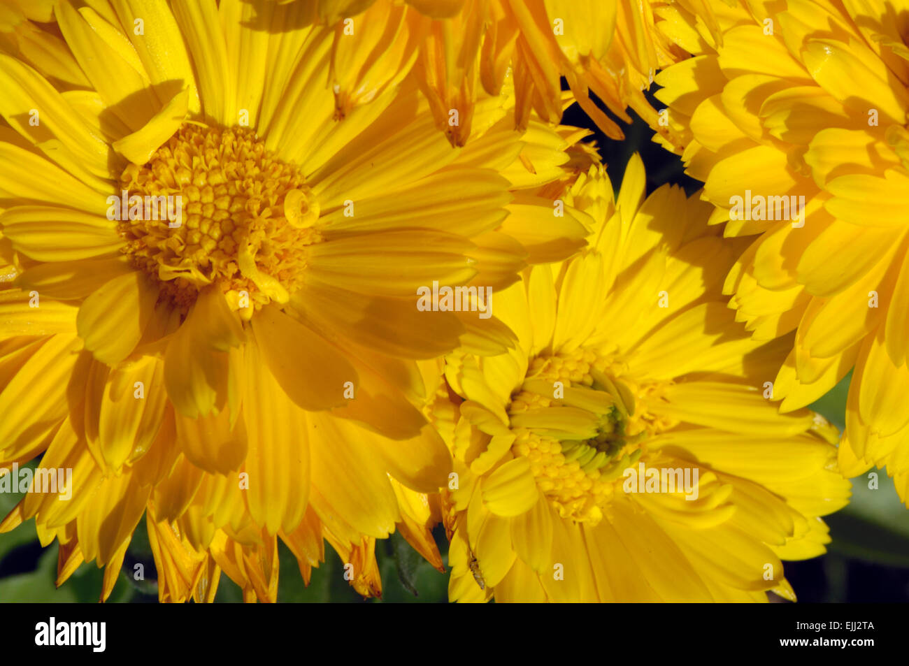 Close up of yellow daisy like flowers Stock Photo - Alamy