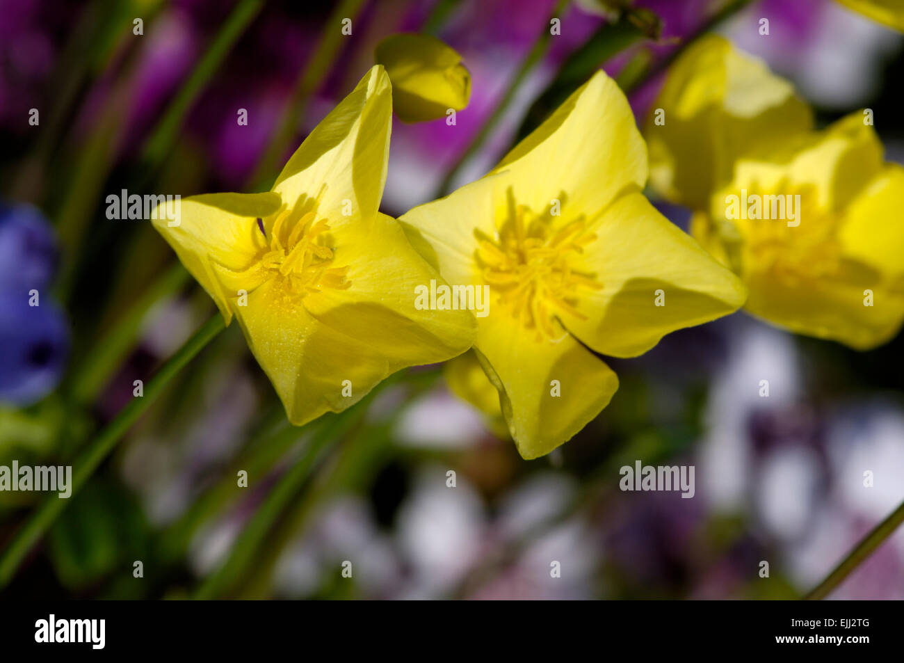 This odd looking flower hi-res stock photography and images - Alamy