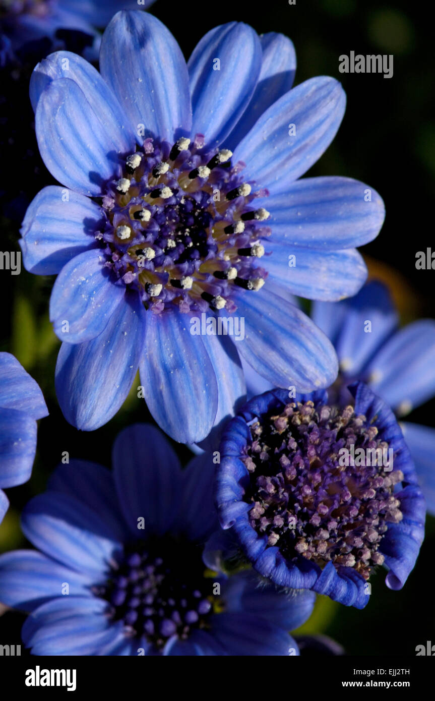 Close up of a group of Blues Blue Daisy flowers Stock Photo - Alamy