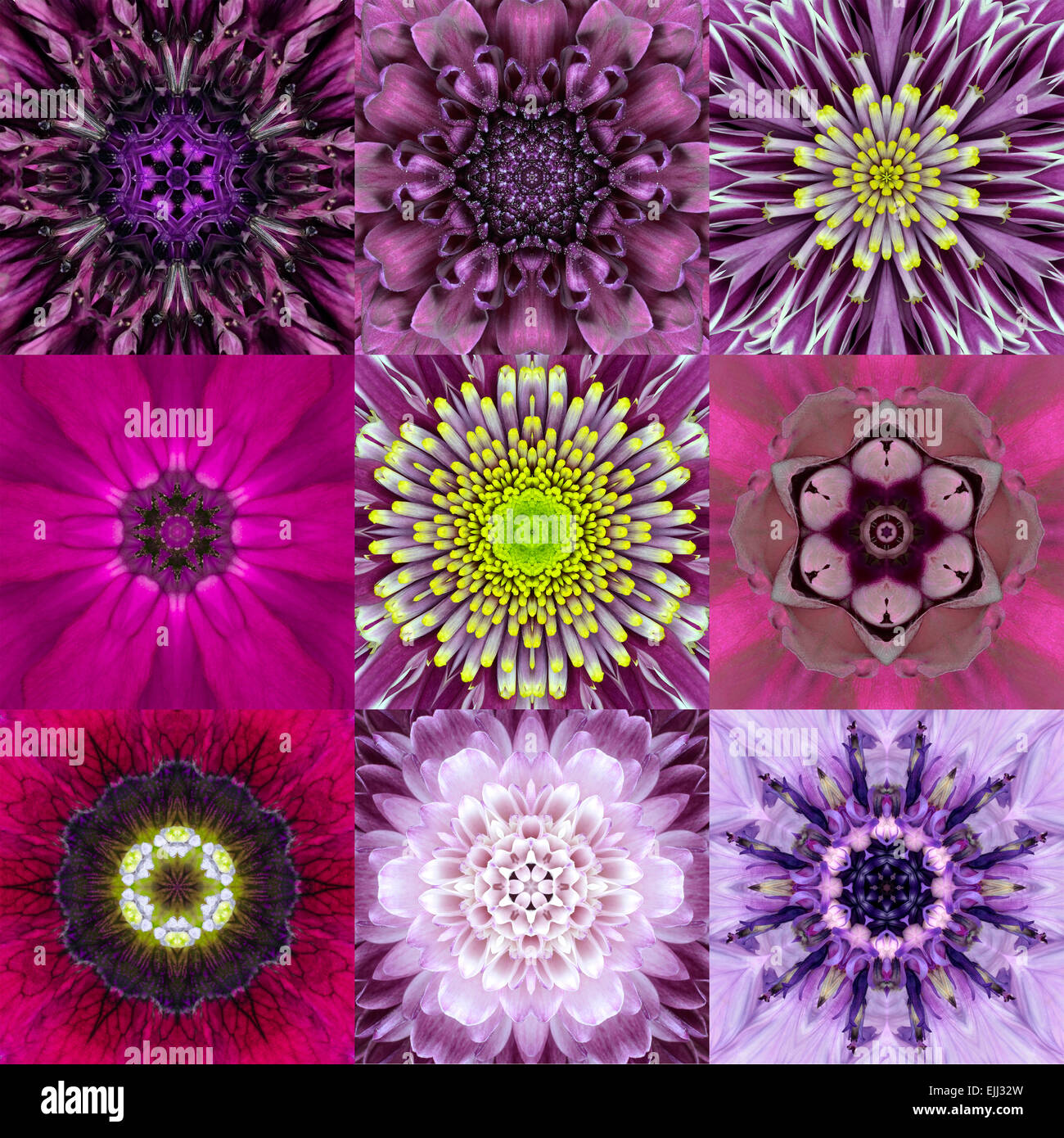 Collection of Nine Purple Concentric Flower Mandalas. Kaleidoscope ...