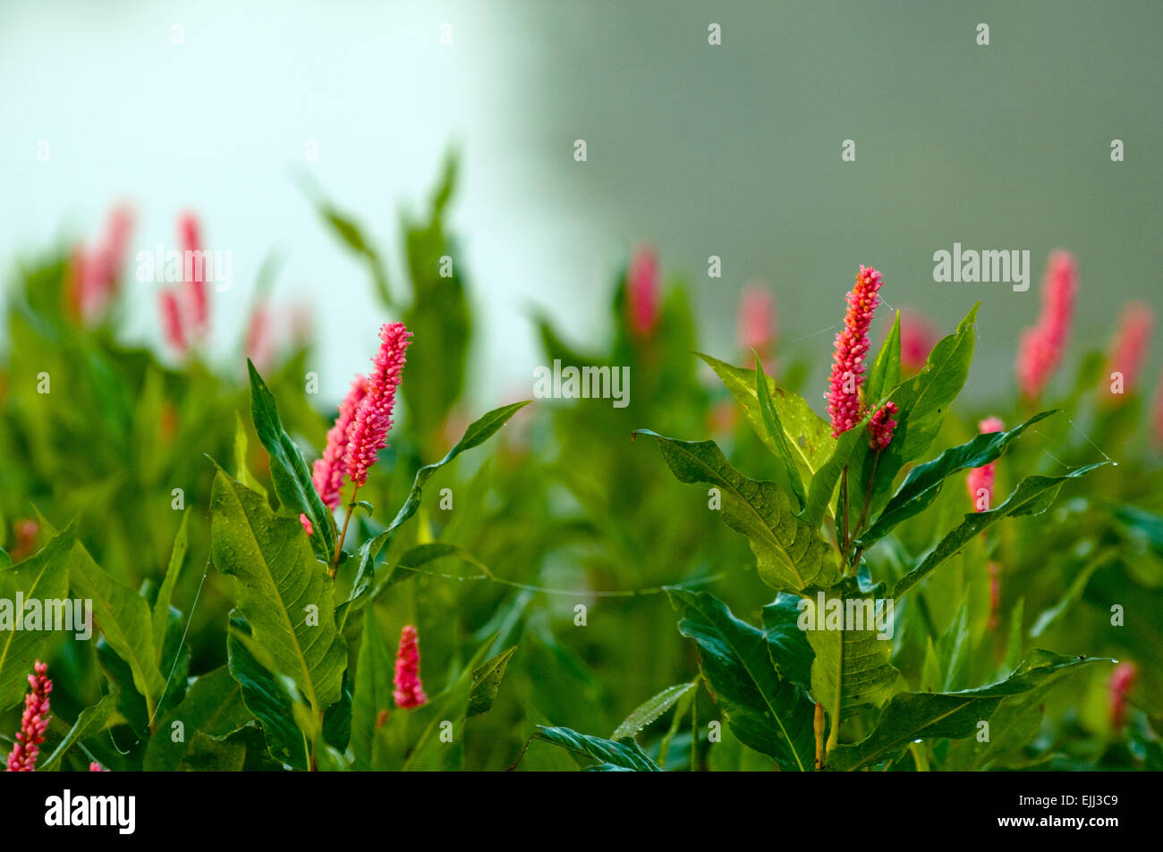 Magenta-pink wild flowers Stock Photo - Alamy
