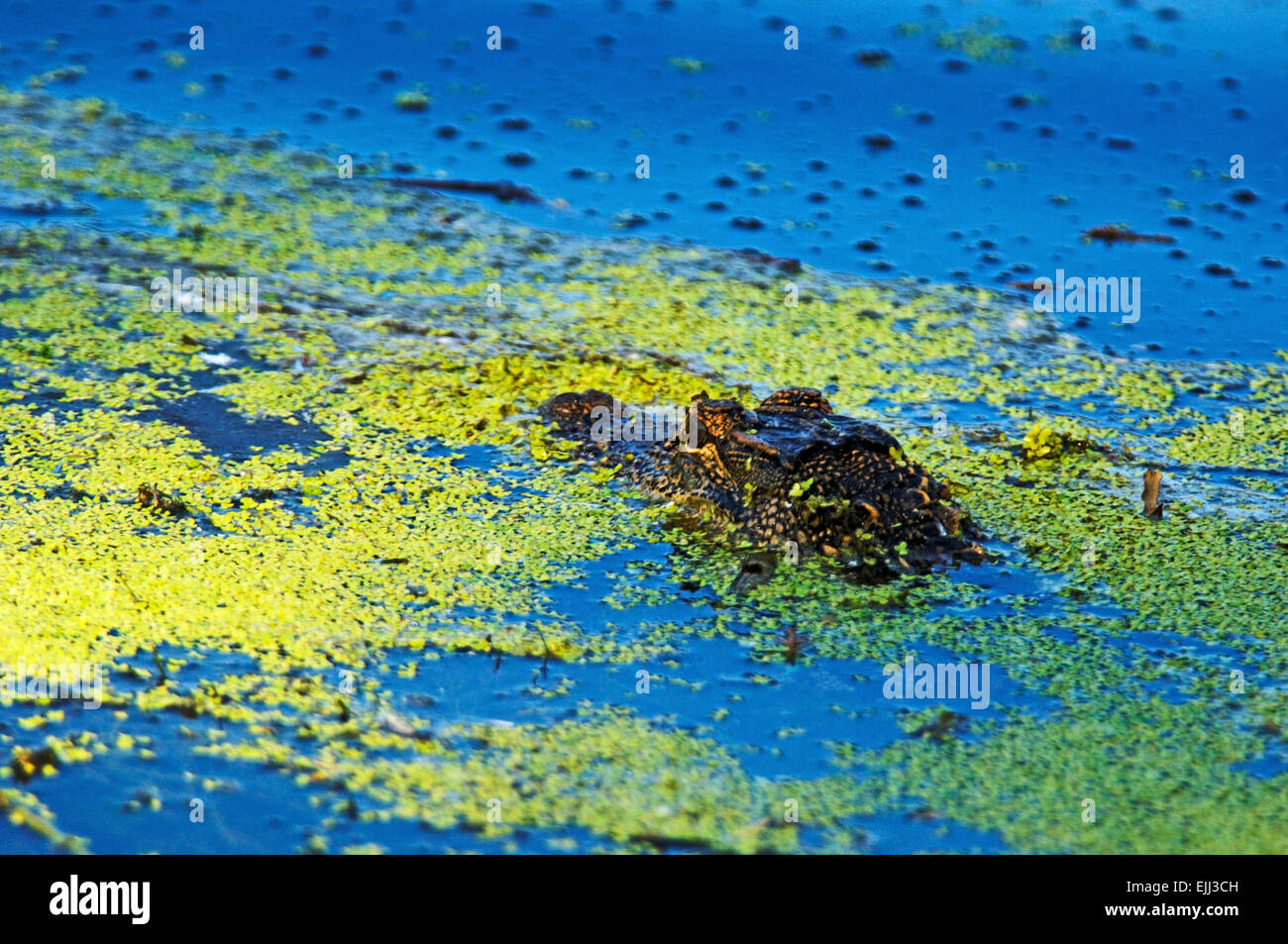 An alligator in a swamp along the coastal lowlands in Georgia, USA ...