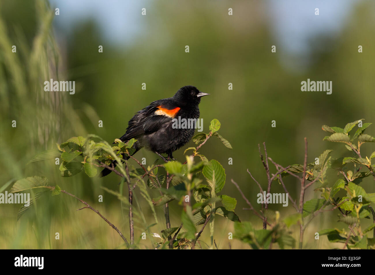 Red-winged Blackbird - Male Stock Photo - Alamy