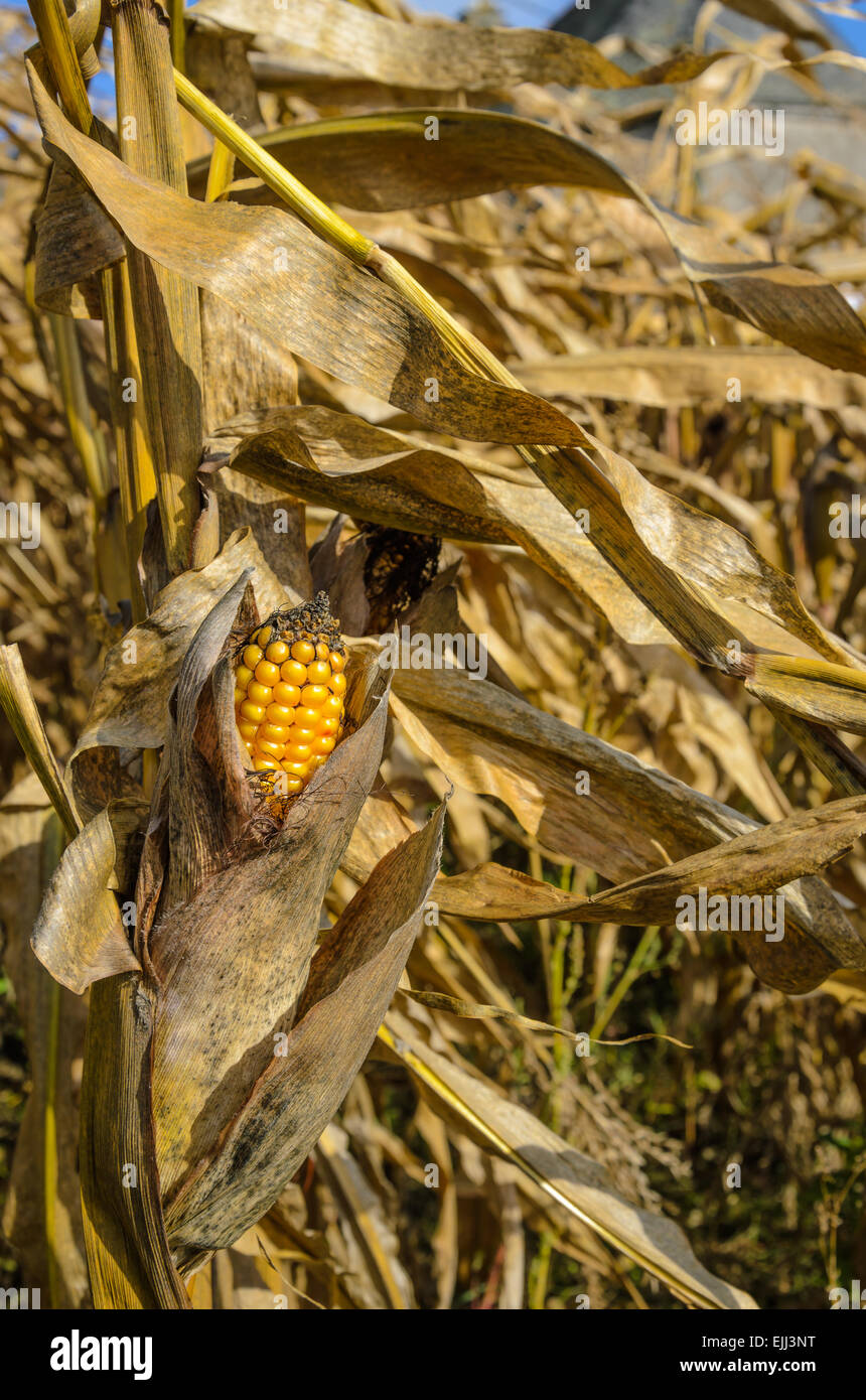 Corn cob in a field with long leaves moving on wind Stock Photo - Alamy