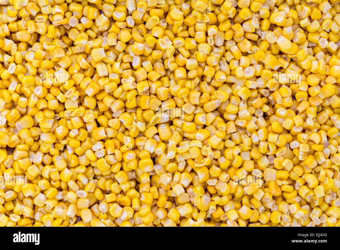 Corn Background Hd