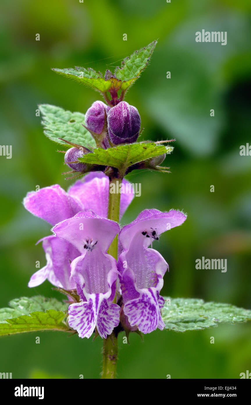 Spotted deadnettle / Purple dragon (Lamium maculatum) in flower Stock ...