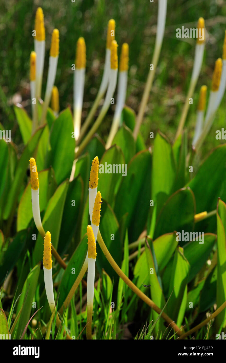 Golden club orontium aquaticum hi-res stock photography and images - Alamy