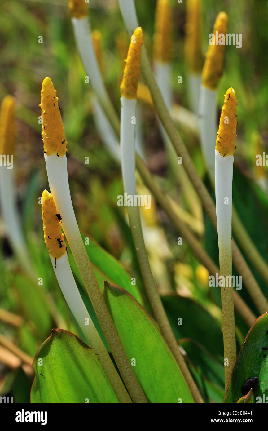 Golden club orontium aquaticum hi-res stock photography and images - Alamy