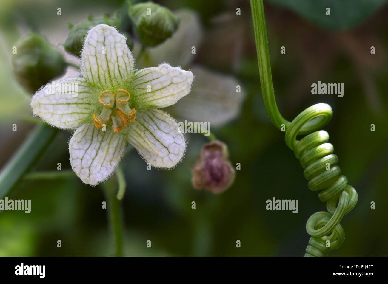 Bryonia Cretica Stock Photos & Bryonia Cretica Stock Images - Alamy