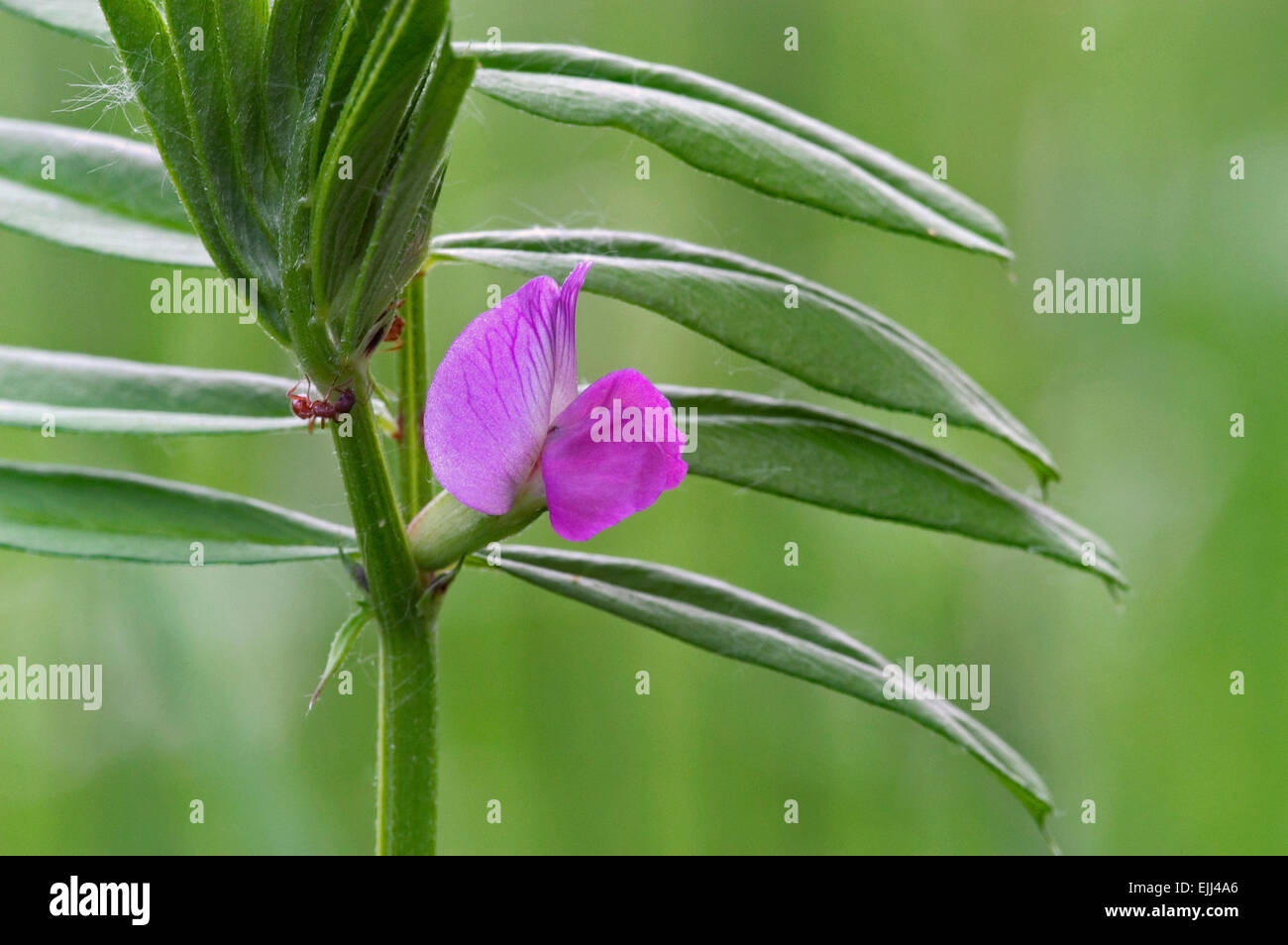 Bush vetch vicia sepium fabaceae hi-res stock photography and images ...