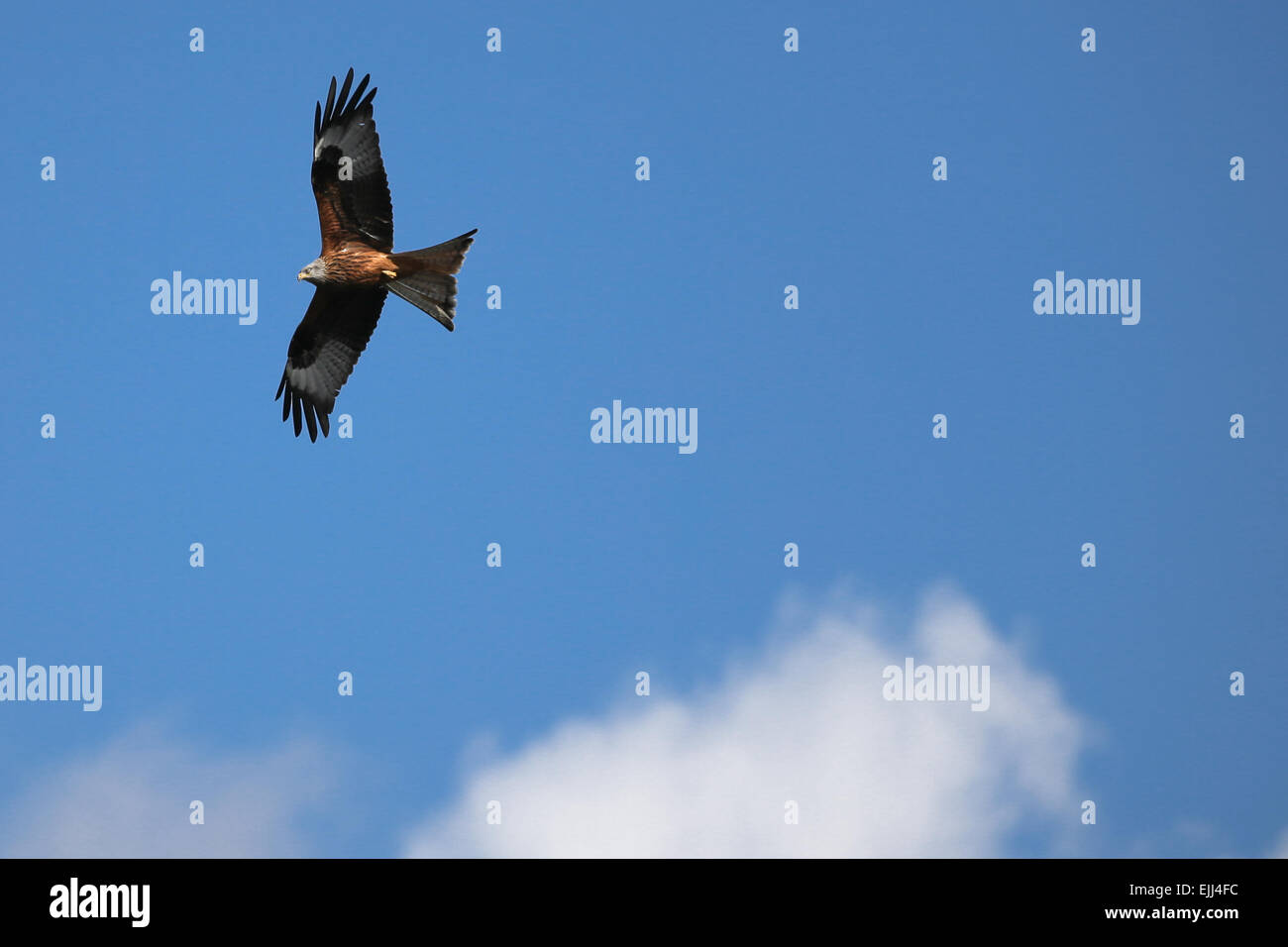 Red kite bwlch nant yr arian hi-res stock photography and images - Alamy