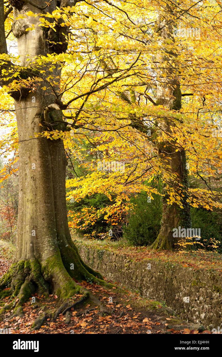 Beautiful gold autumn season in the garden Stock Photo - Alamy