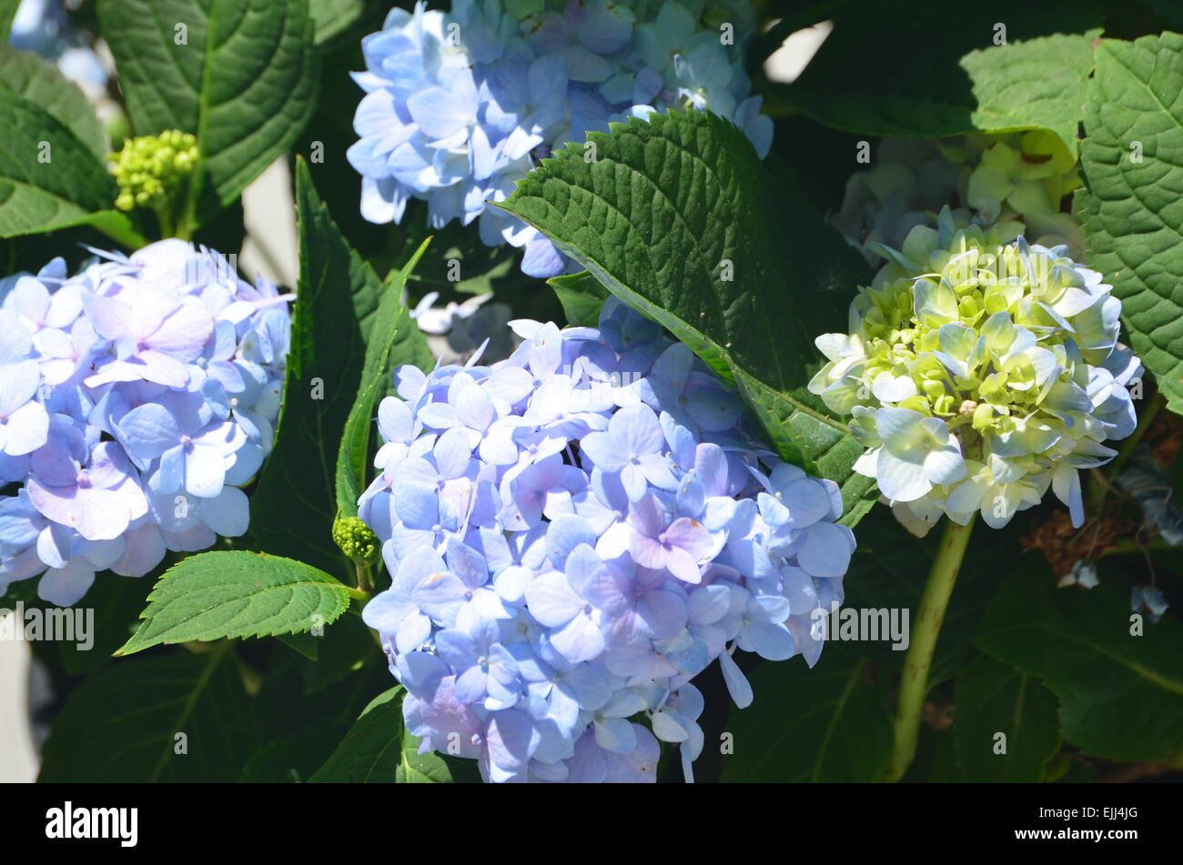 Hydrangeas blooming hi-res stock photography and images - Alamy