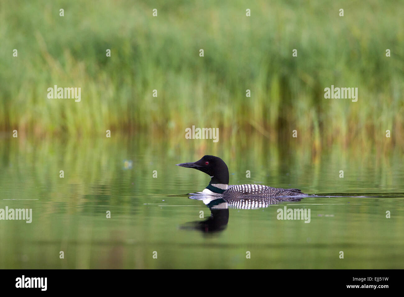Common loon swimming in a northern Wisconsin lake Stock Photo - Alamy