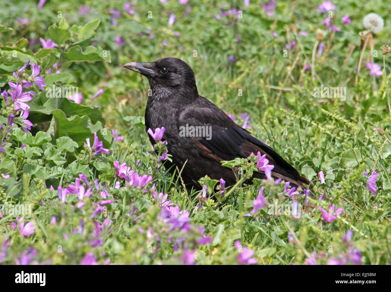 immature bird of the year, on the ground amongst Common Mallow (Malva ...