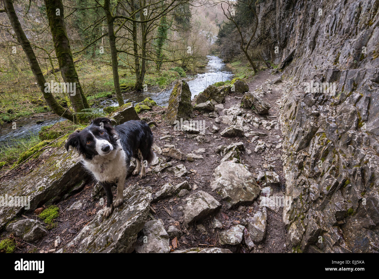 Border Collie dog in dramatic limestone scenery in Chee Dale ...