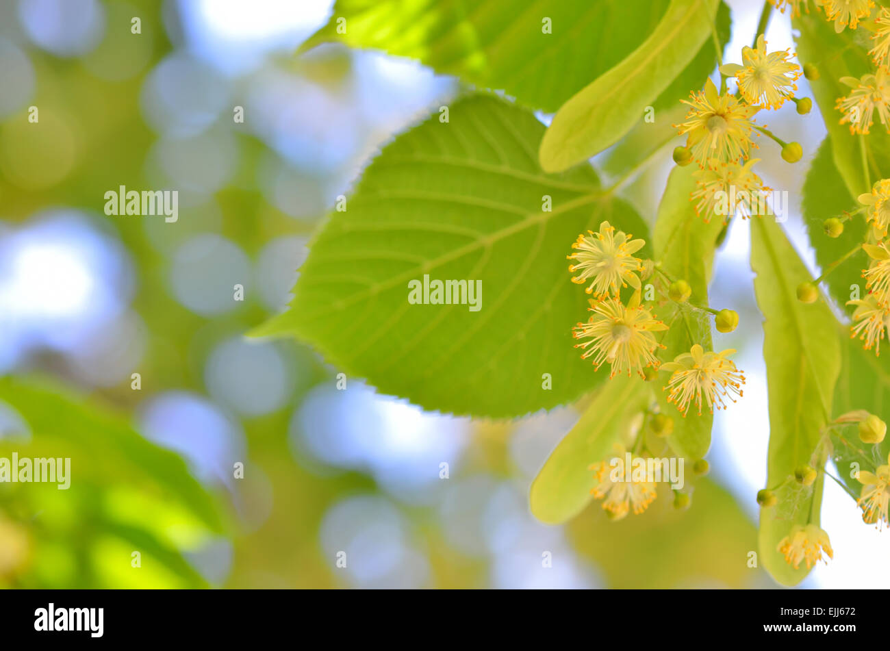 Spring lime tree hi-res stock photography and images - Alamy