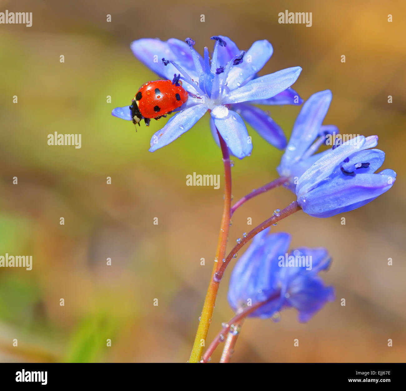 Ladybug In Flowers High Resolution Stock Photography and Images - Alamy