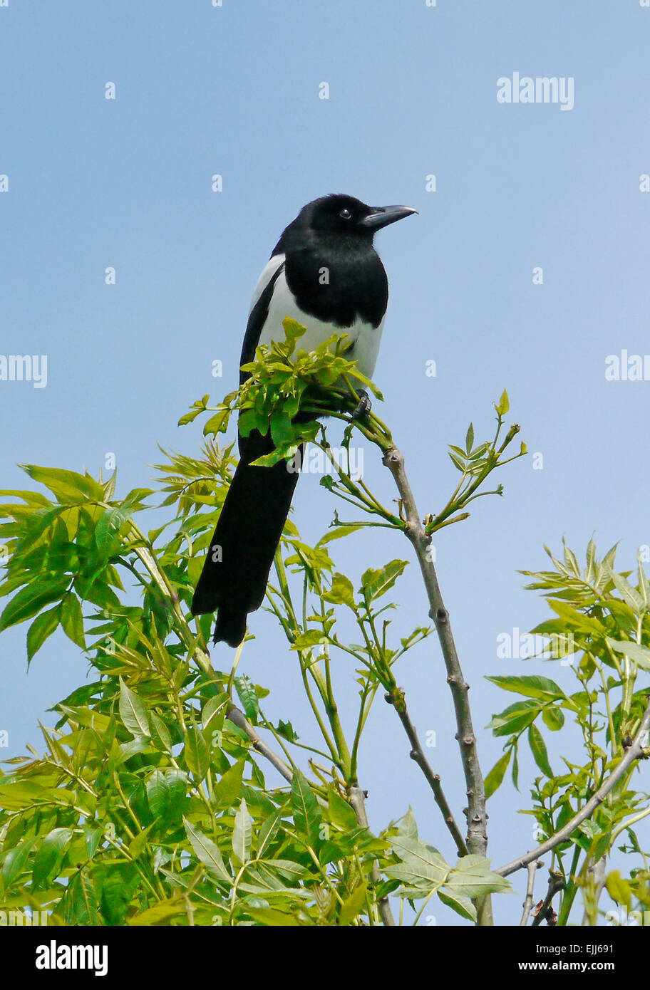 Magpie uk hi-res stock photography and images - Alamy