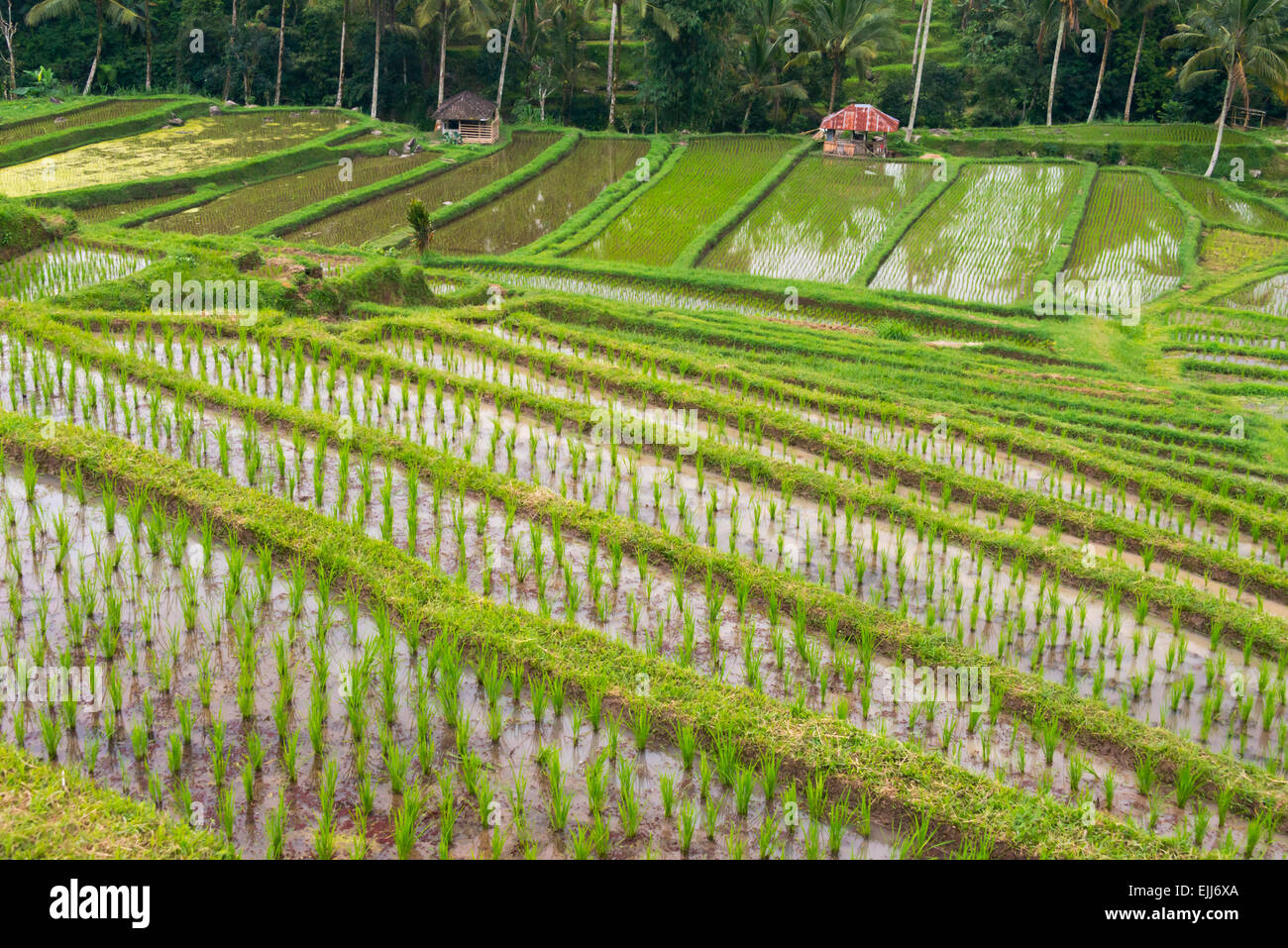 Water filled rice terraces, Bali island, Indonesia Stock Photo - Alamy
