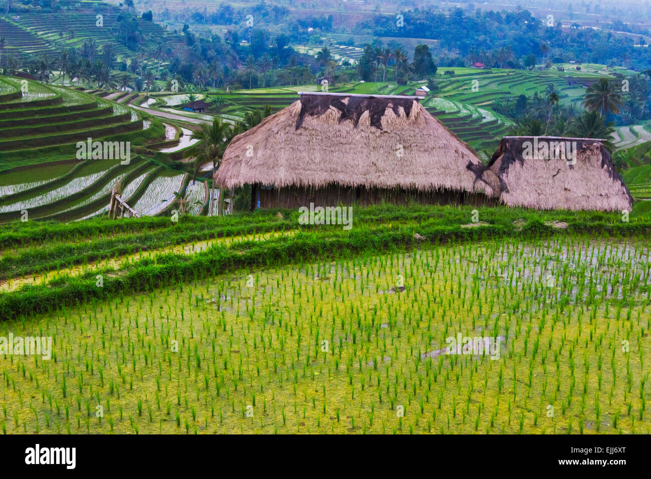 Water filled rice terraces, Bali island, Indonesia Stock Photo - Alamy