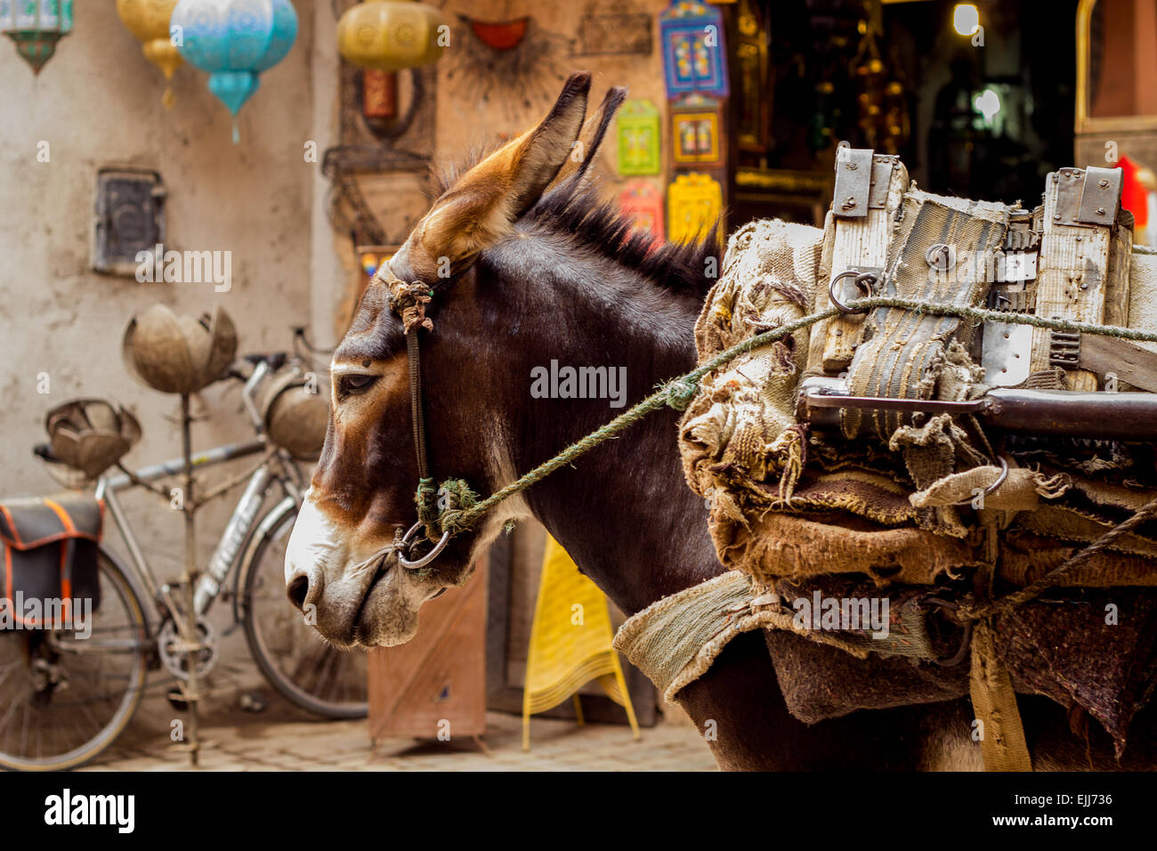 Loaded mule hi-res stock photography and images - Alamy