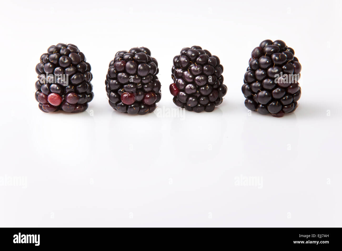 Fresh ripe blackberries in line. Isolated over on white background ...