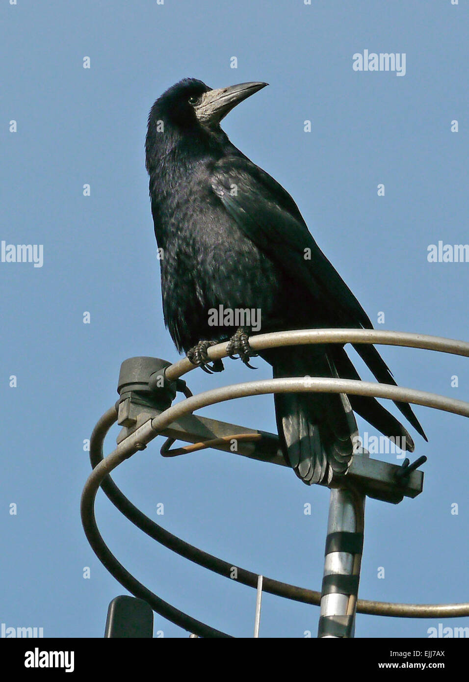 Rook perched on a television areal against blue sky Stock Photo - Alamy