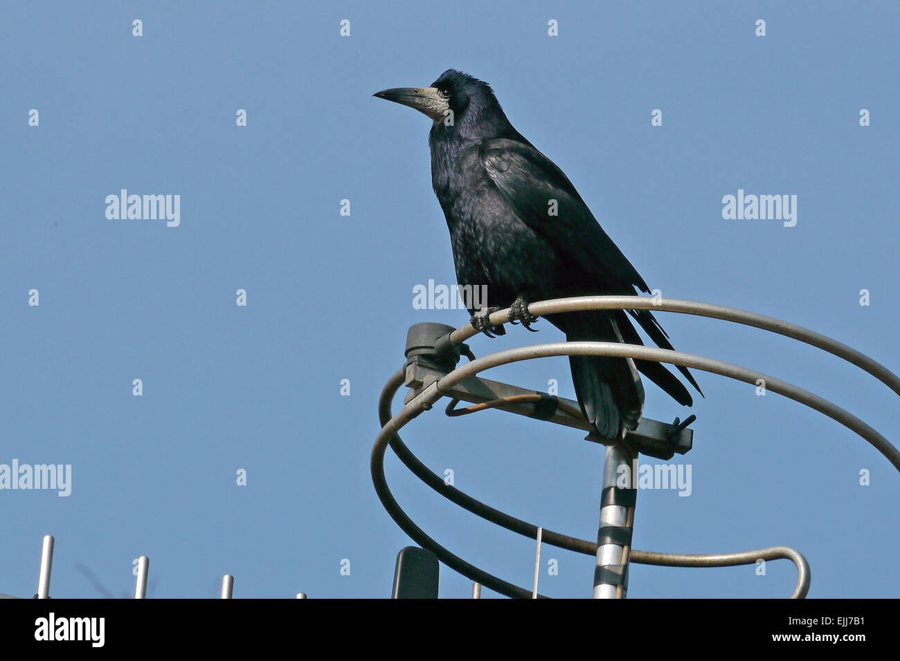 Rook perched on a television areal against blue sky Stock Photo - Alamy