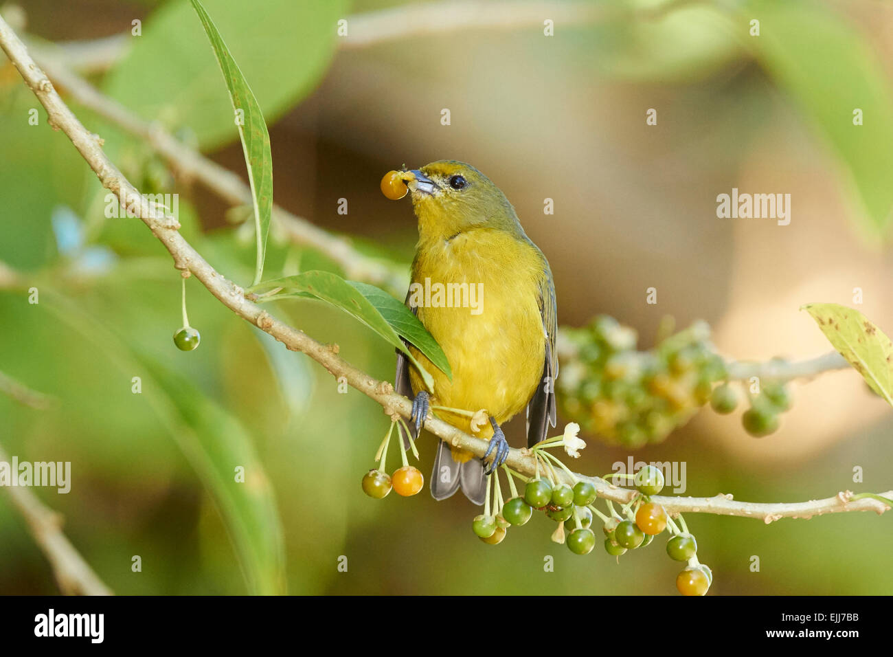 Finch berries hi-res stock photography and images - Alamy