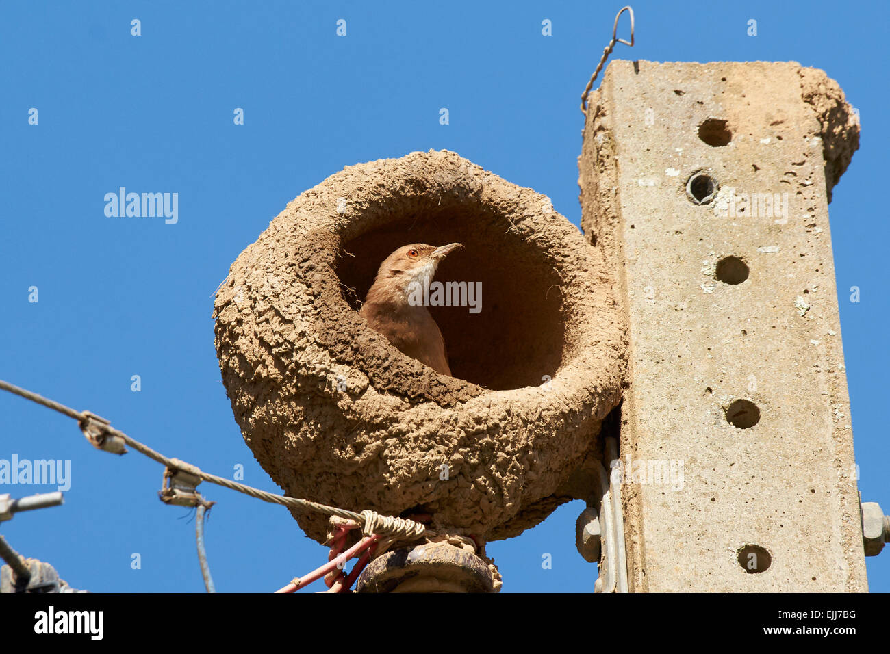 Ovenbird building its clay nest Stock Photo - Alamy