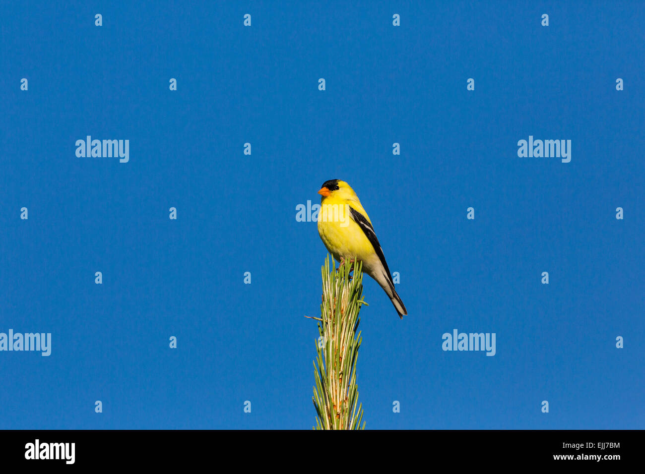 Male American goldfinch perched on a red pine tree Stock Photo - Alamy