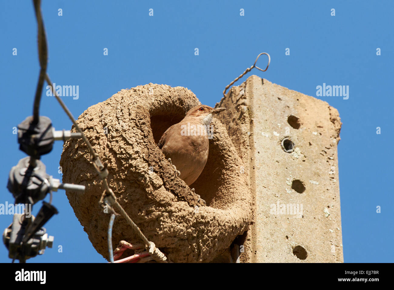 Ovenbird building its clay nest Stock Photo - Alamy