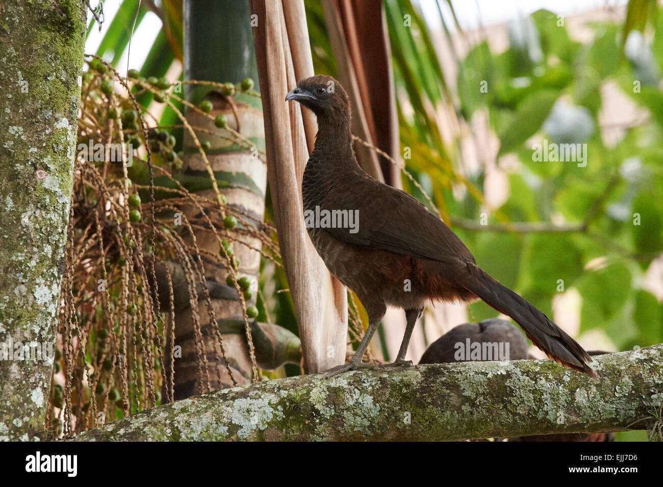 Chachalaca bird hi-res stock photography and images - Alamy