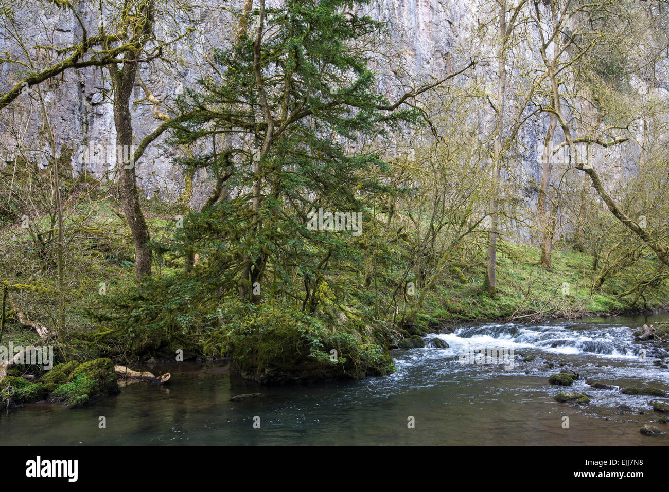 Trees growing beside the river Wye in Chee Dale, Derbyshire Stock Photo ...