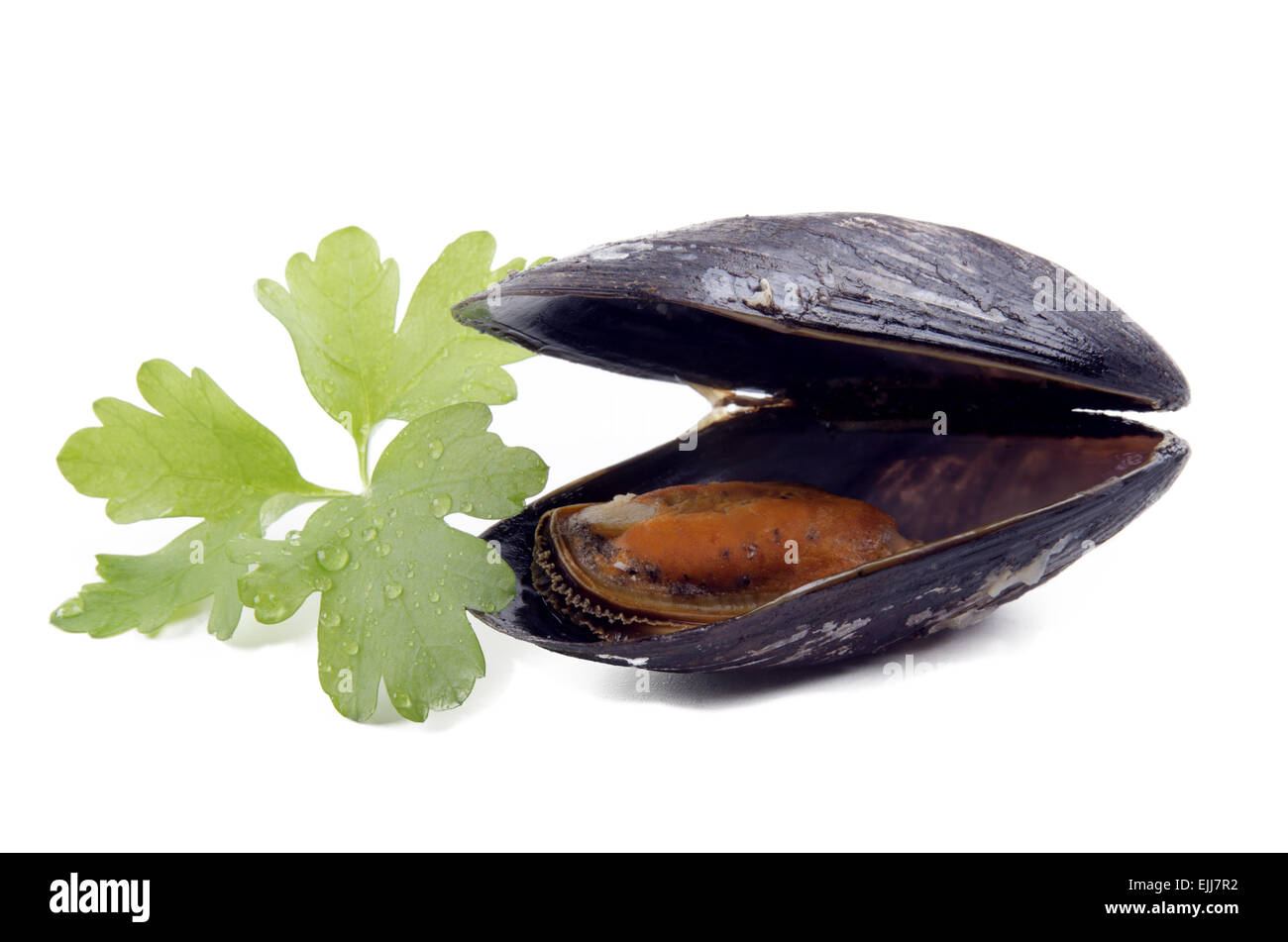 one cooked open mussel and coriander on white Stock Photo - Alamy