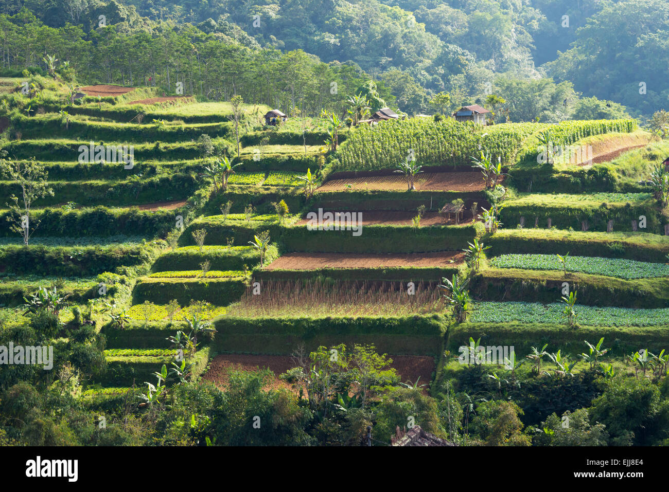 Terraces, Bali island, Indonesia Stock Photo - Alamy
