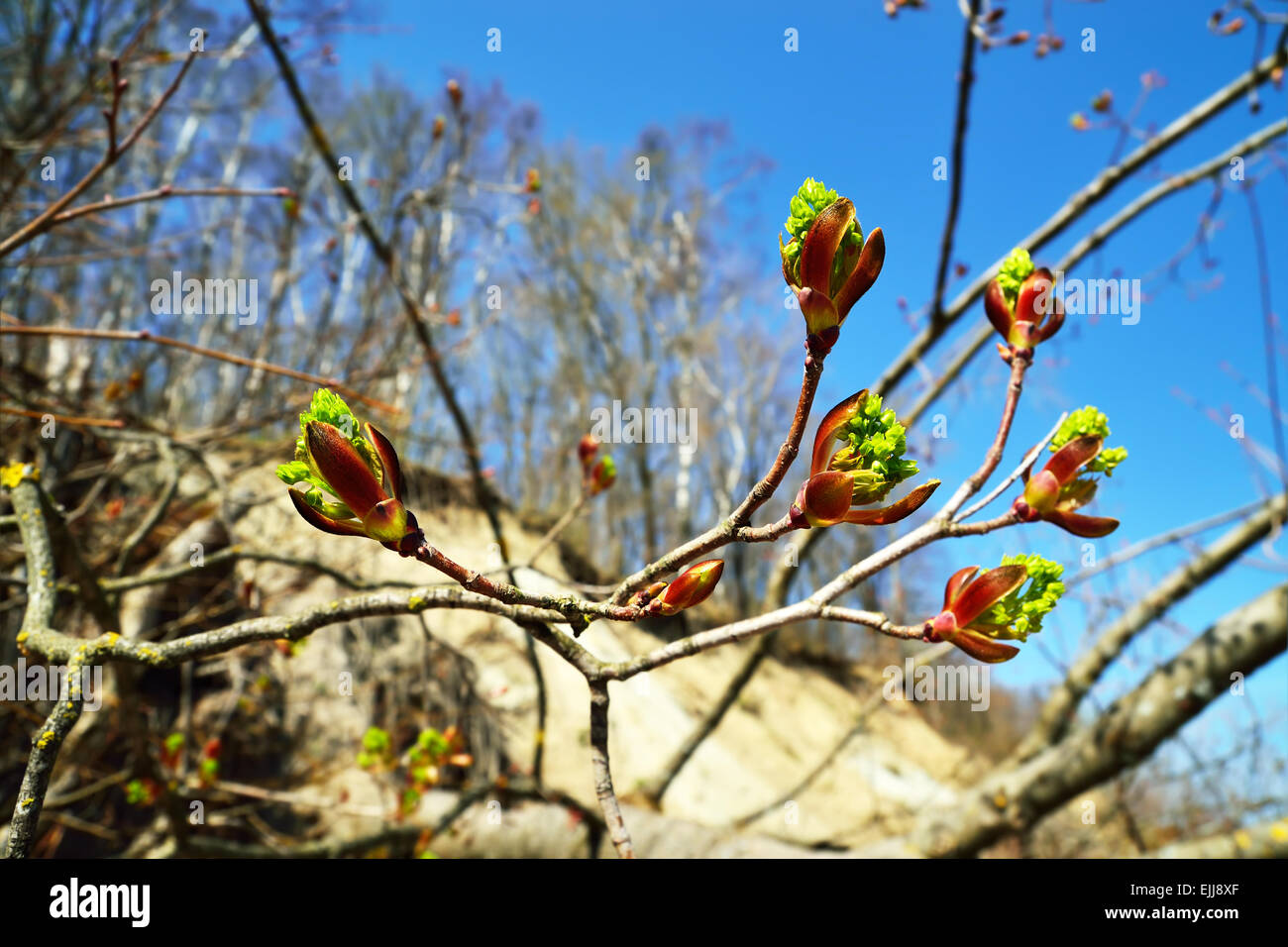 Bud scales hi-res stock photography and images - Alamy