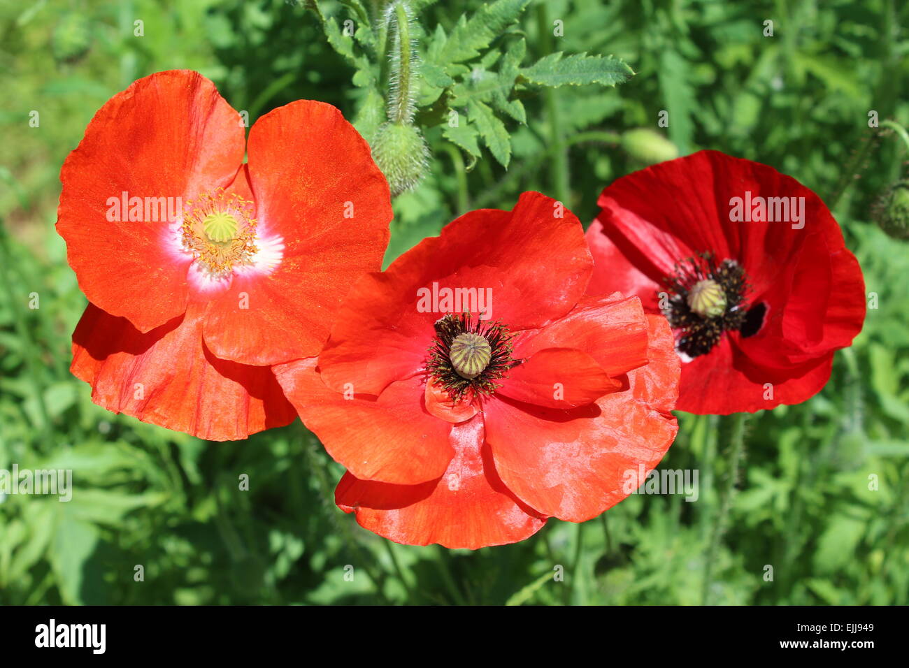 Opium poppy flower bed hi-res stock photography and images - Alamy