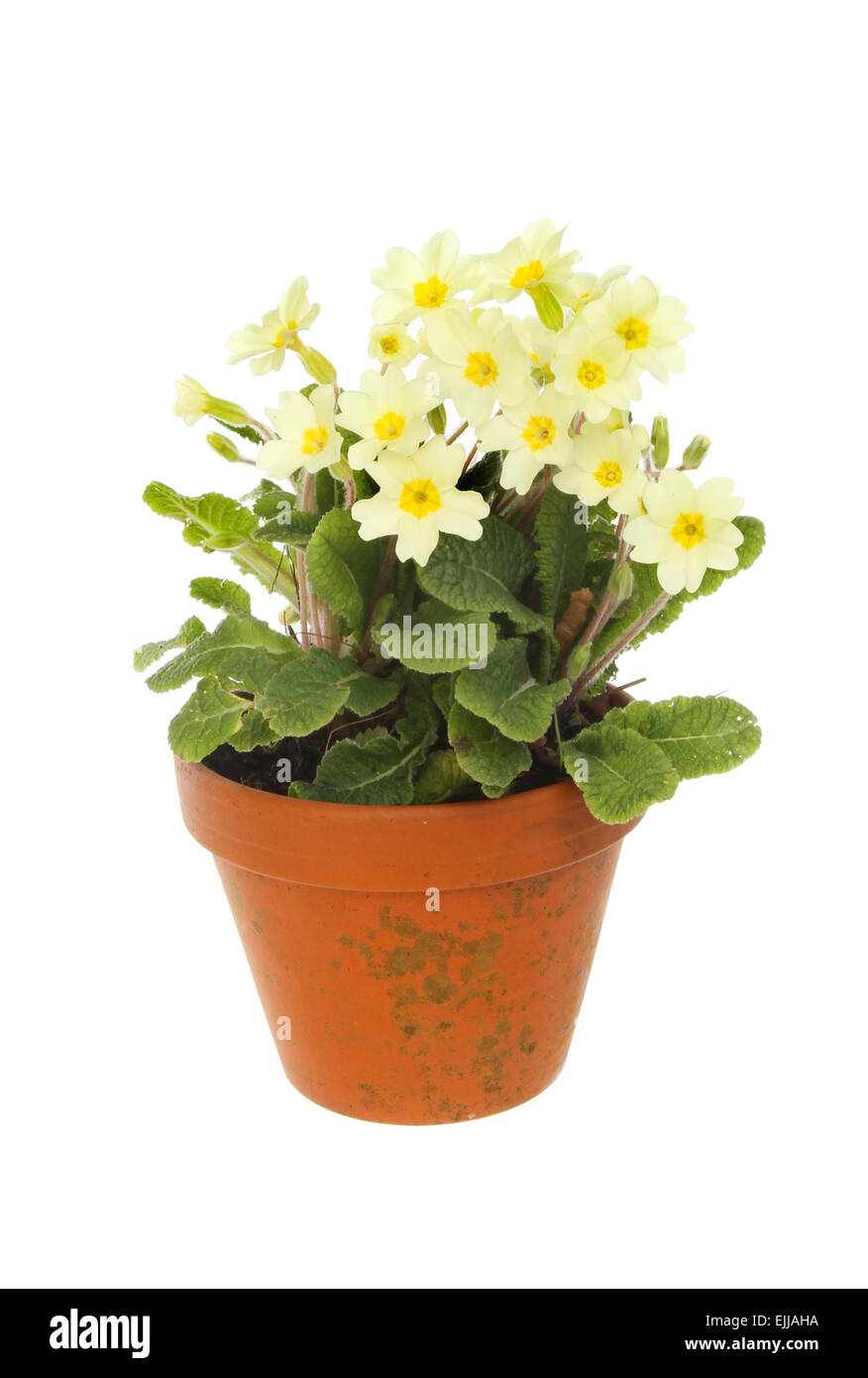Flowering primrose plant in a terracotta pot isolated against white ...