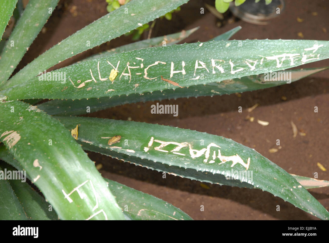 Cactus names hi-res stock photography and images - Alamy