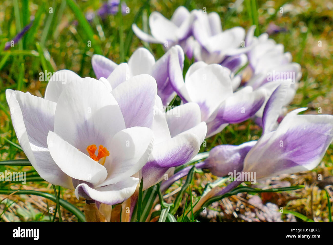 Crocus blooming in spring Stock Photo - Alamy