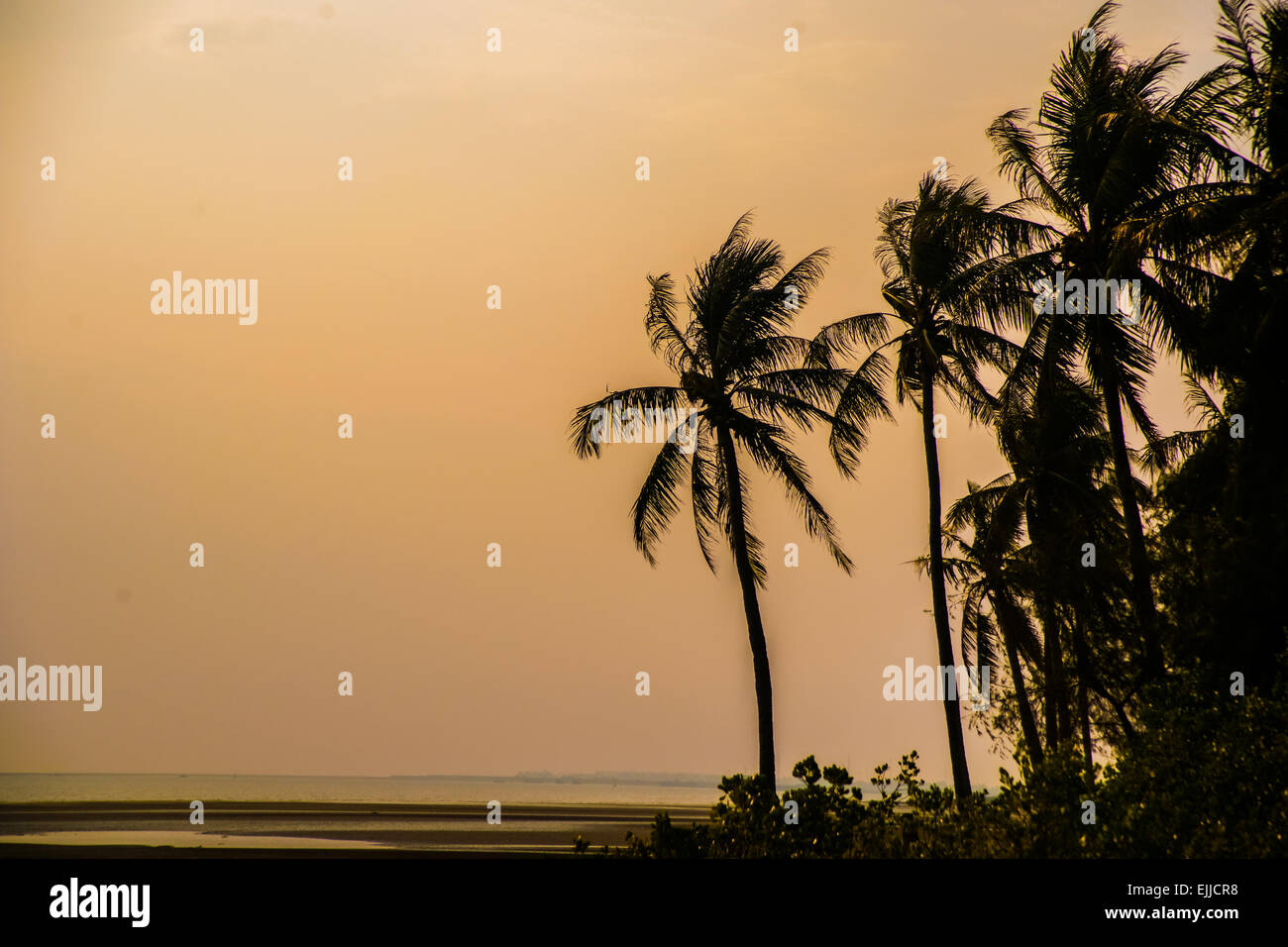 palms at sunset Stock Photo - Alamy