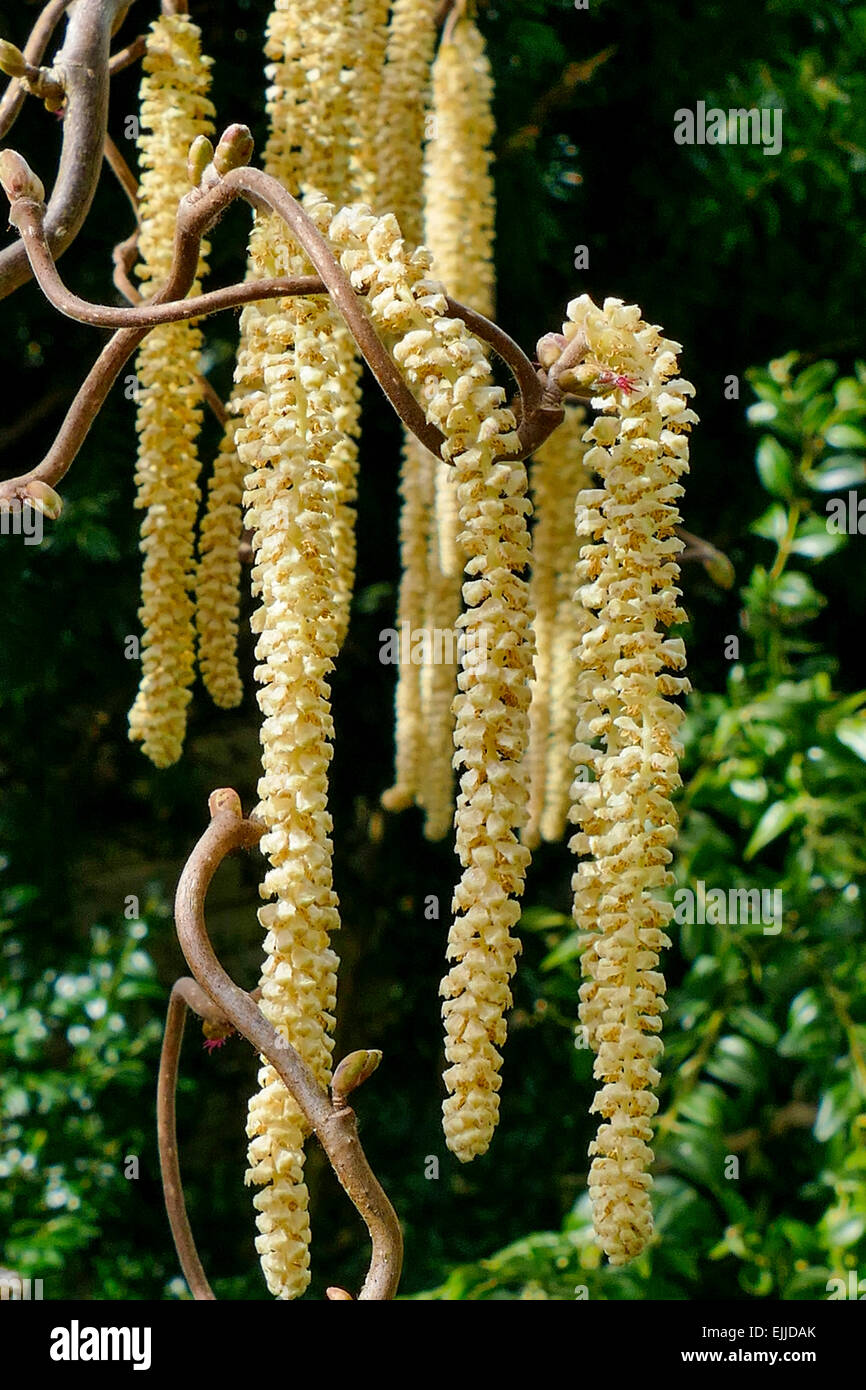 Corkscrew Hazel (Corylus avellana 'contorta'), branch with pollen cones ...