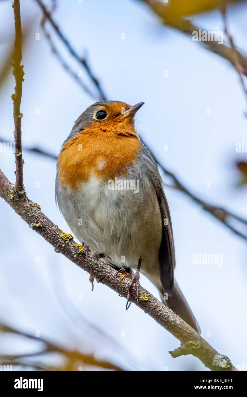 Robin european robin hi-res stock photography and images - Alamy