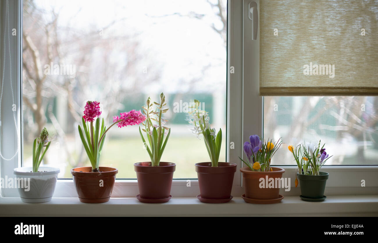 Multiple flower pots hi-res stock photography and images - Alamy