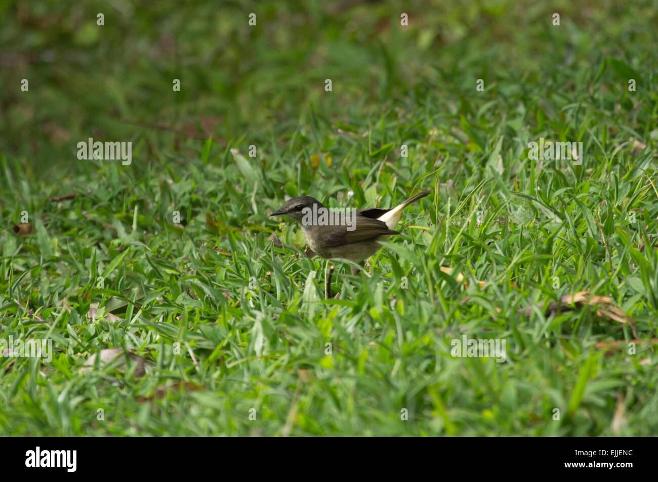 A Buff-rumped Warbler, Phaeothlypis fulvicauda, in Costa Rica Stock ...